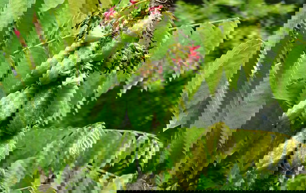 Fruta com B - Dúvidas de Português no Dicio