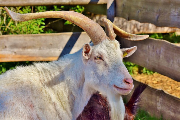 Animal com B - Dúvidas de Português no Dicio