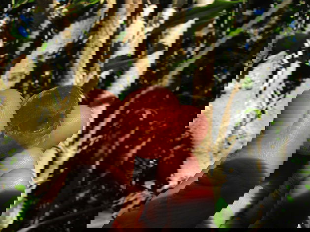 Fruta com D - Dúvidas de Português no Dicio