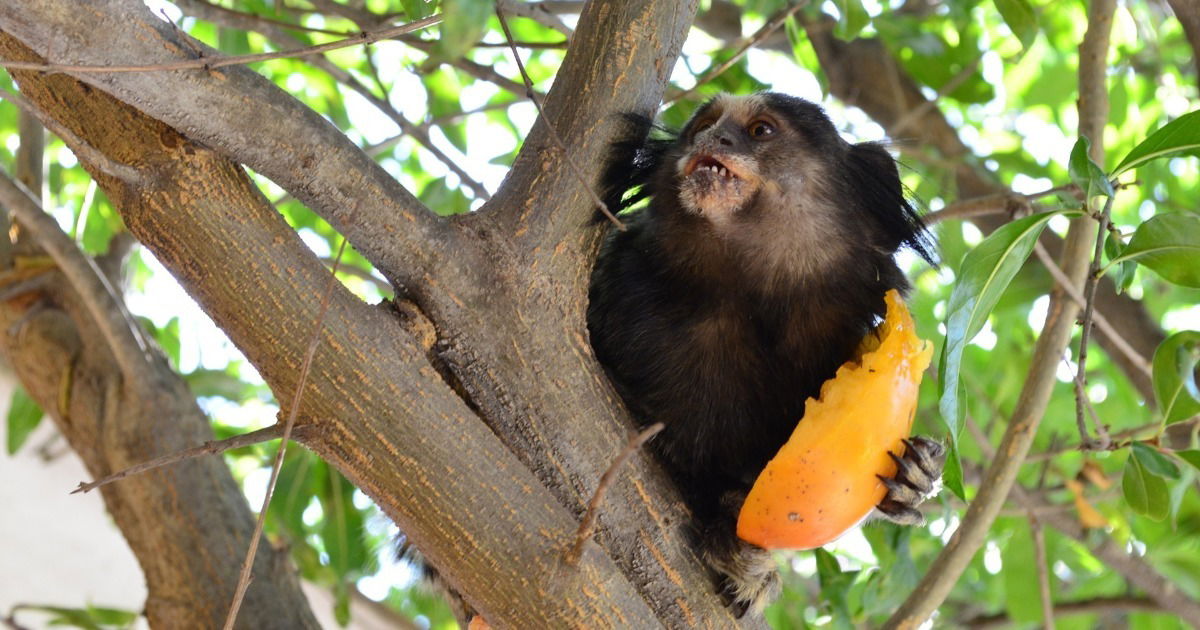 Fruta com D - Dicio, Dicionário Online de Português