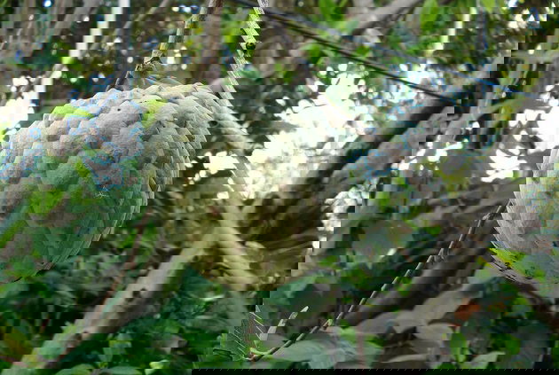 Fruta com i - Dúvidas de Português no Dicio