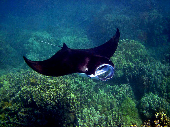 Animal com J - Dúvidas de Português no Dicio