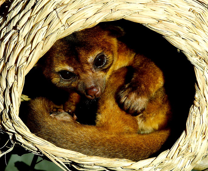 Animal com J - Dúvidas de Português no Dicio
