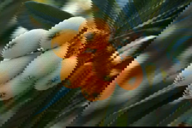 Fruta com N - Dúvidas de Português no Dicio