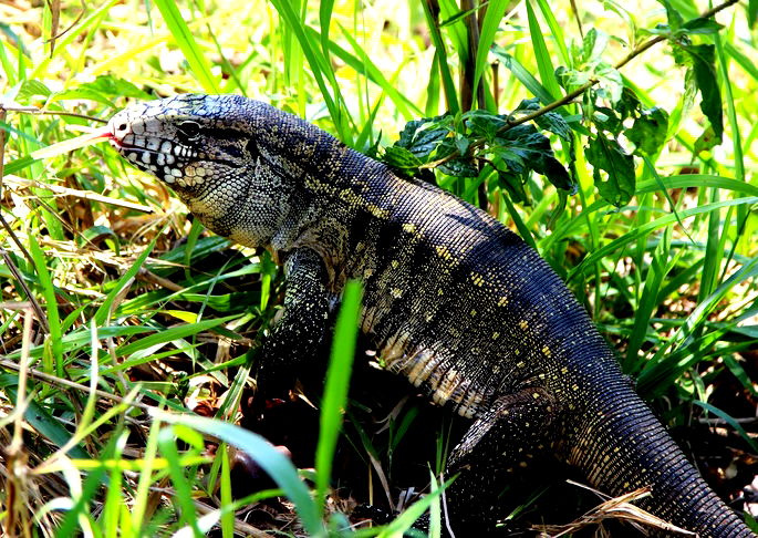 Animal com T - Dúvidas de Português no Dicio